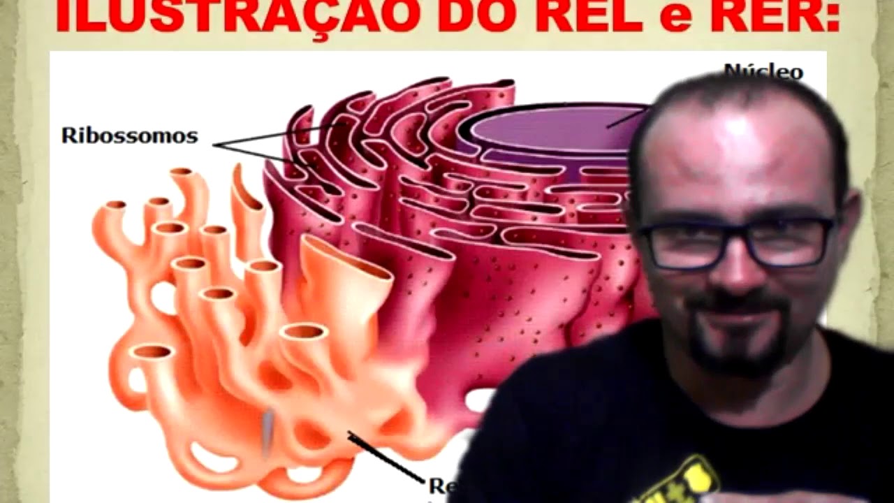 Retículo endoplásmatico liso e rugoso - YouTube