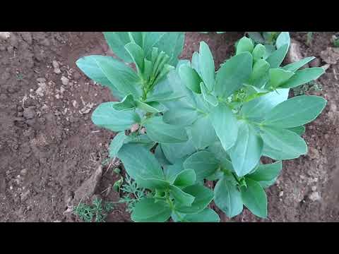 Es pregunta: ¿Qué le aplico para el cultivo de haba?. Sesión de ...