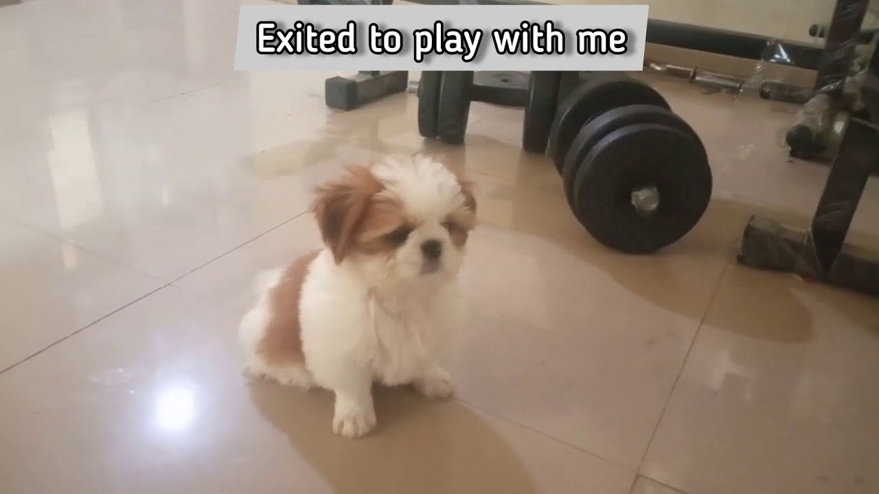 Shih tzu puppy excited to play | Shih tzu | dog videos | cute puppy ...
