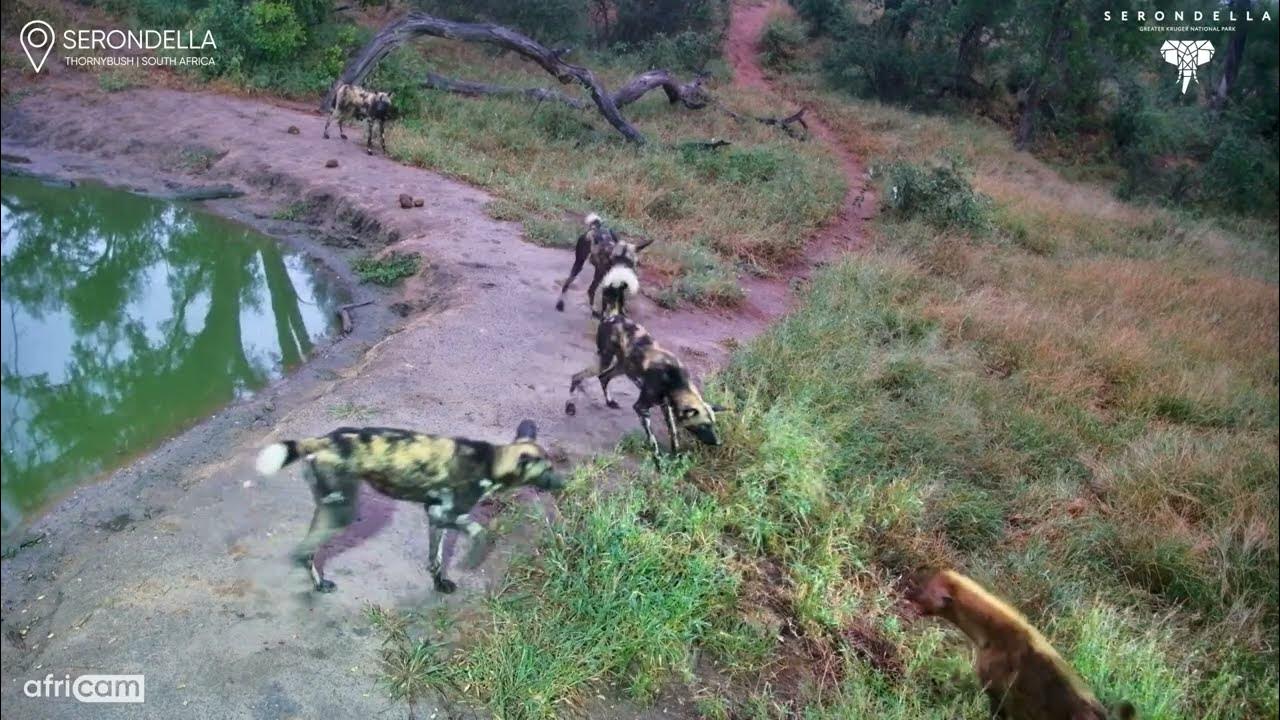 Wild Dogs Hunt Impala, Hyena Steals Kill Serondella Waterhole - YouTube