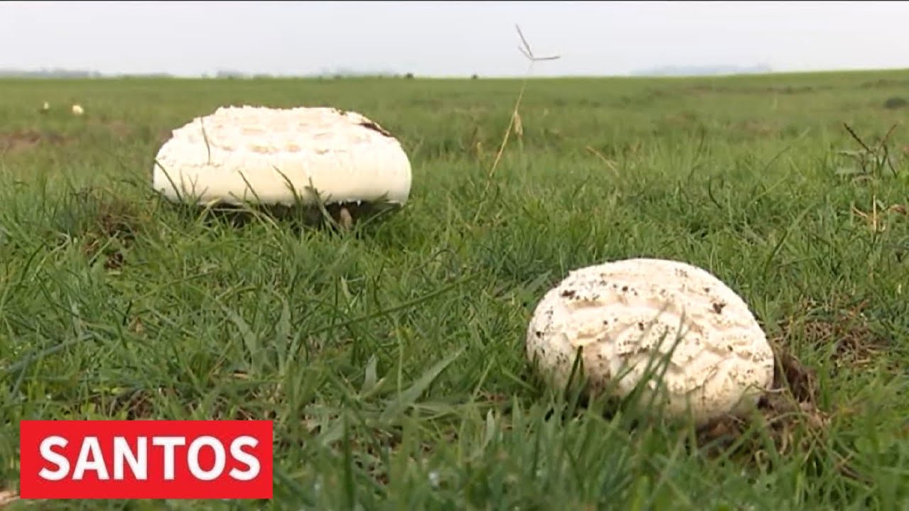 JESTIVE PEČURKE PRISUTNE NA PAŠNJACIMA ZBOG IDEALNIH VREMENSKIH USLOVA ...