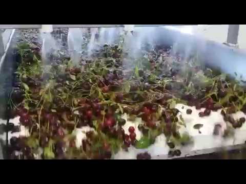 Sour Cherry Juice Concentrate Production Line-Vişne Suyu Konsantre Üretimi