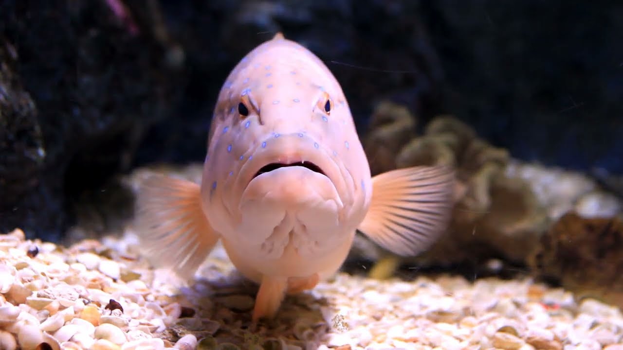 Deep Sea Fish 4K (UHD) 🐟 Fish with Deep Sea Sound (60FPS) - YouTube