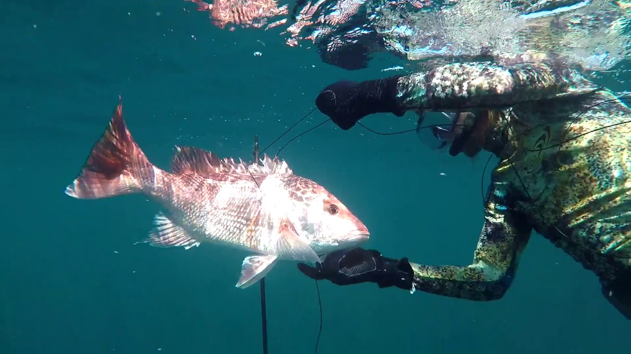 Spearfishing Red Snapper in Dayton Beach, Florida *MASSIVE SHARK* - YouTube