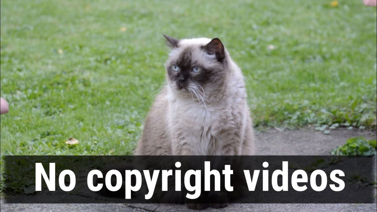 No copyright cat videos|No copyright videos|animal videos|nature videos ...