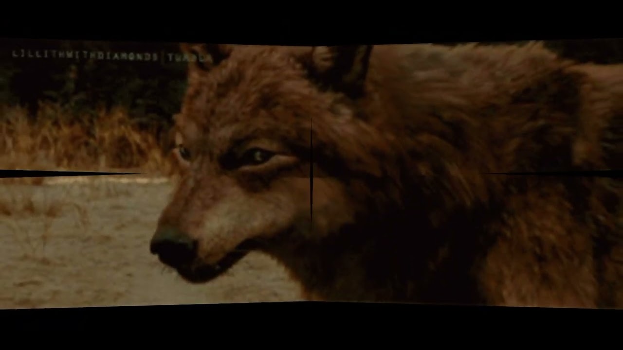 Wolf-edit#WOLVES-EDIT - YouTube