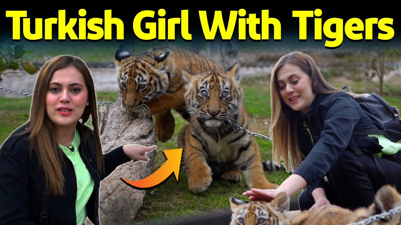 Turkish Girl's Wonderful Friendship with Scary Tigers | Top Beautiful ...