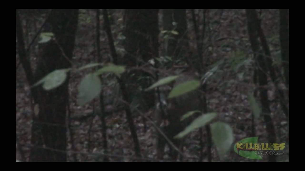 West Virginia 10 Point (Crawdad) Sighting - YouTube