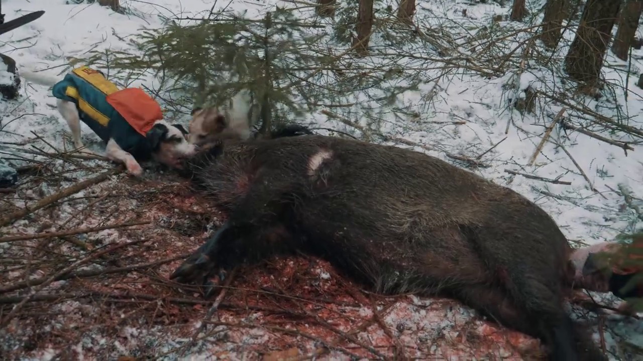 Driven hunting in Czech republic - YouTube