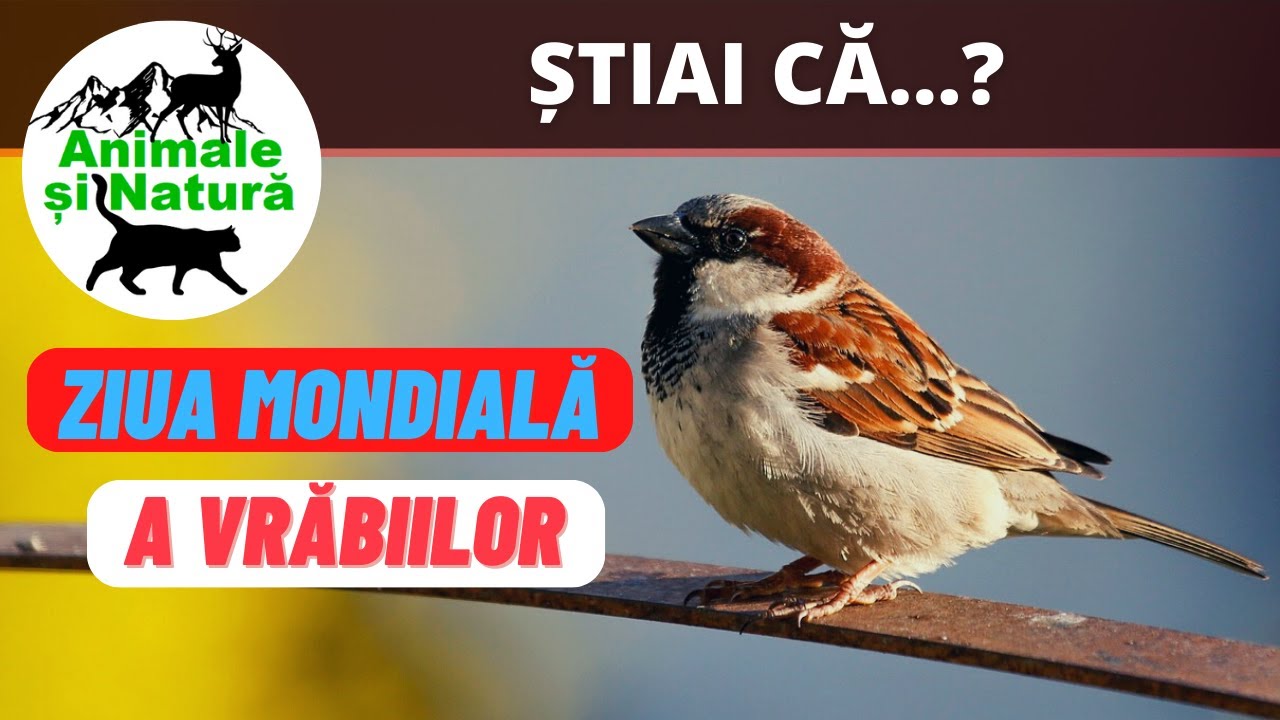 Curiozitati despre vrabiile din jurul nostru - YouTube