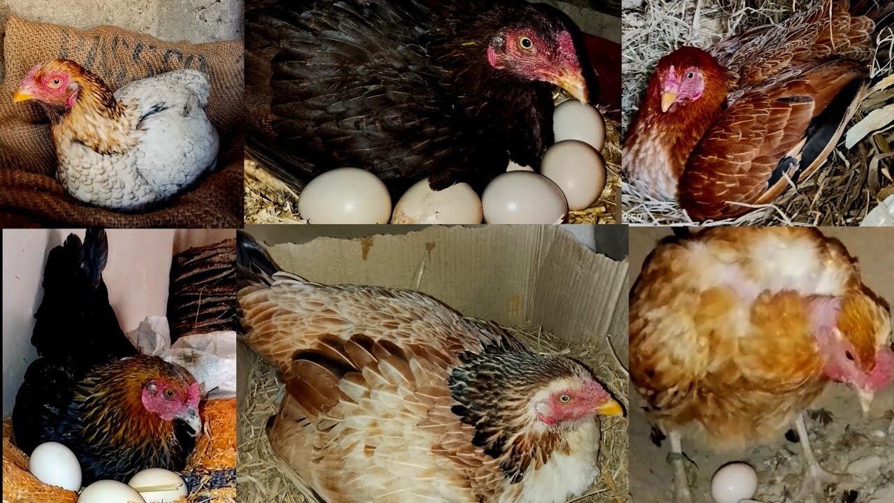 ''Hens eggs laying and Hatching moments |Beautiful Broody Hens on eggs ...