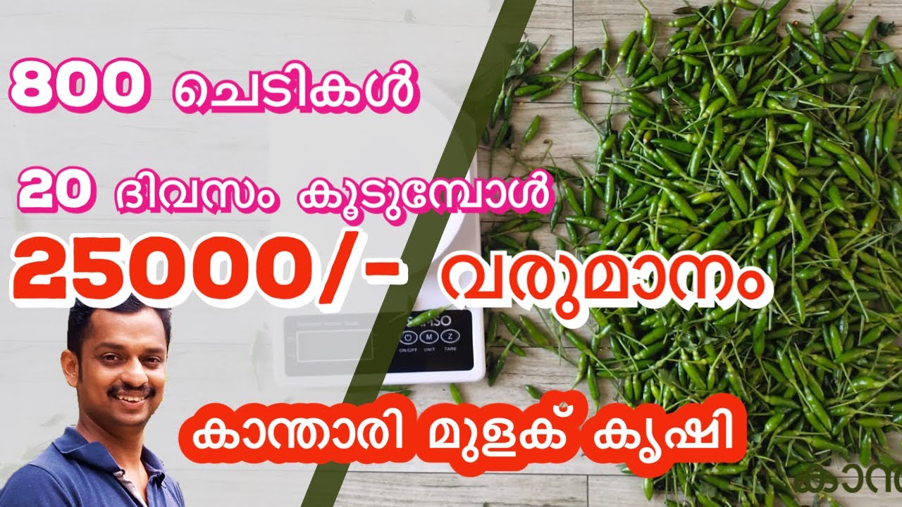 kanthari mulaku krishi #Kanthari Chilly Cultivation #Birds eye chilli ...