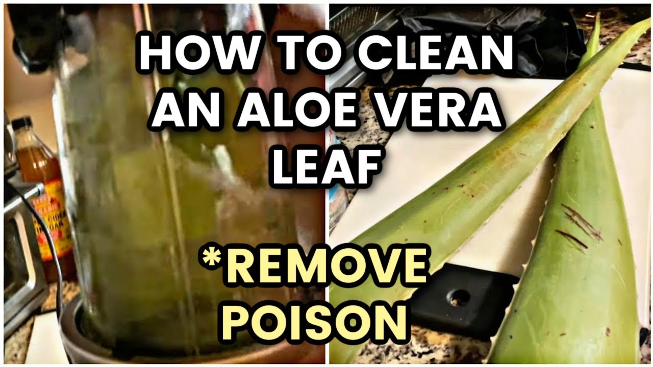 HOW TO CLEAN AN ALOE VERA LEAF PLANT REMOVE LATEX REMOVE POISON USE FOR SKIN HAIR AND FOOD how-to-clean-an-aloe-vera-leaf-plant-remove-latex-remove-poison-use-for-skin-hair-and-food