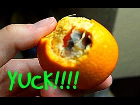 BAD ORANGES - YouTube