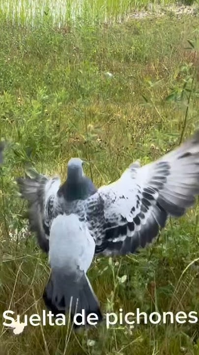 Ejercitando los pichones!!! - YouTube