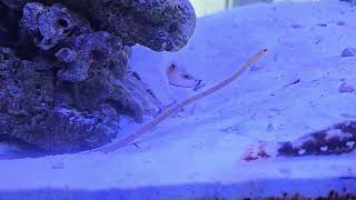 Splendid garden eel - find new hole #aquarium #gardeneel