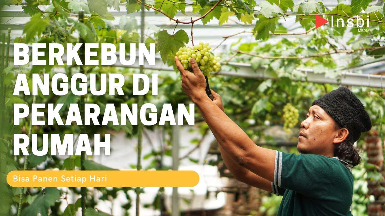 Manfaatkan Pekarangan Rumah Menjadi Kebun Anggur|| Sinar Lintang Farm ...