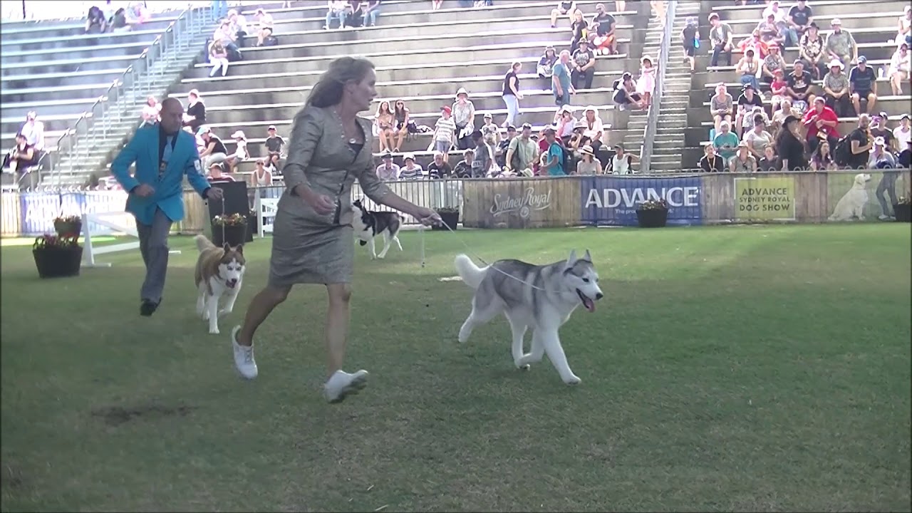 Siberian husky Sydney Royal Dog Show 2019 - YouTube