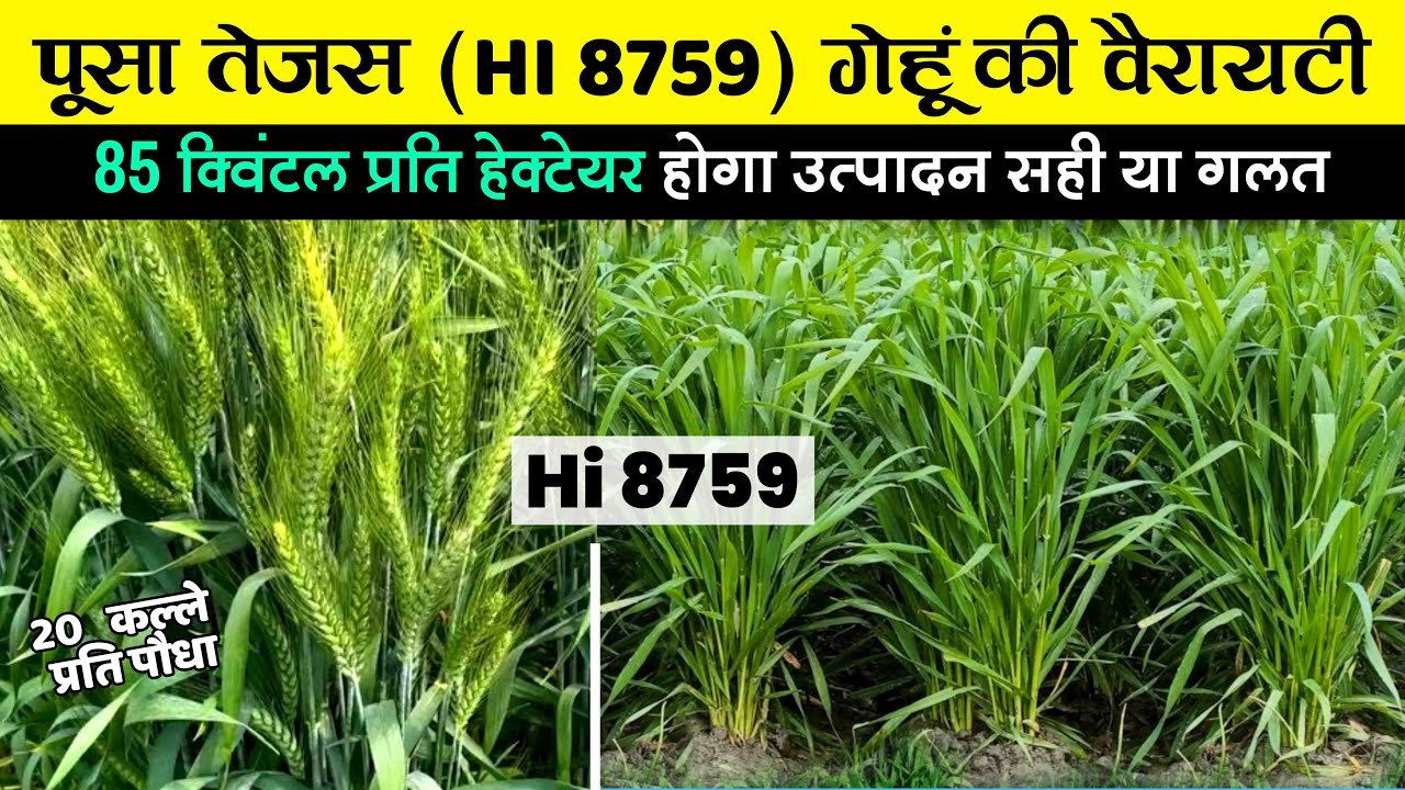 पूसा तेजस गेंहू | Hi 8759 वैरायटी | कितना उत्पादन | pusa Tejas Variety | gehu ki kheti kaise ...