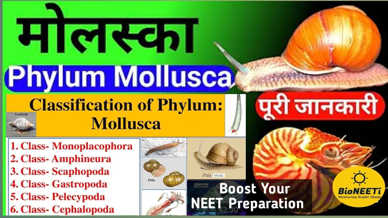 Animal Kingdom - Mollusca Classification NEET Biology NCERT - YouTube