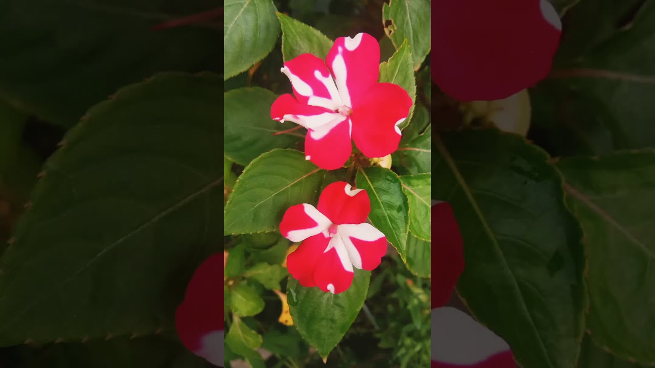 Chinese balsam flowers - YouTube