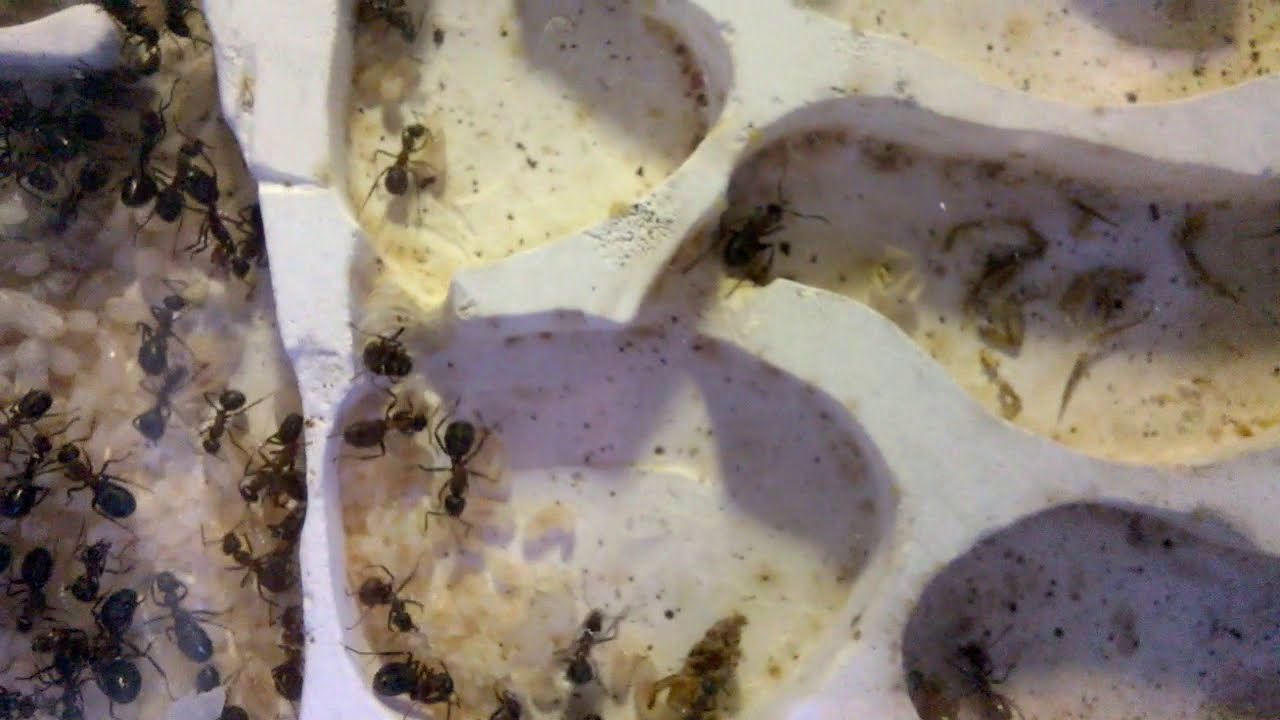 Formica RUFA - YouTube