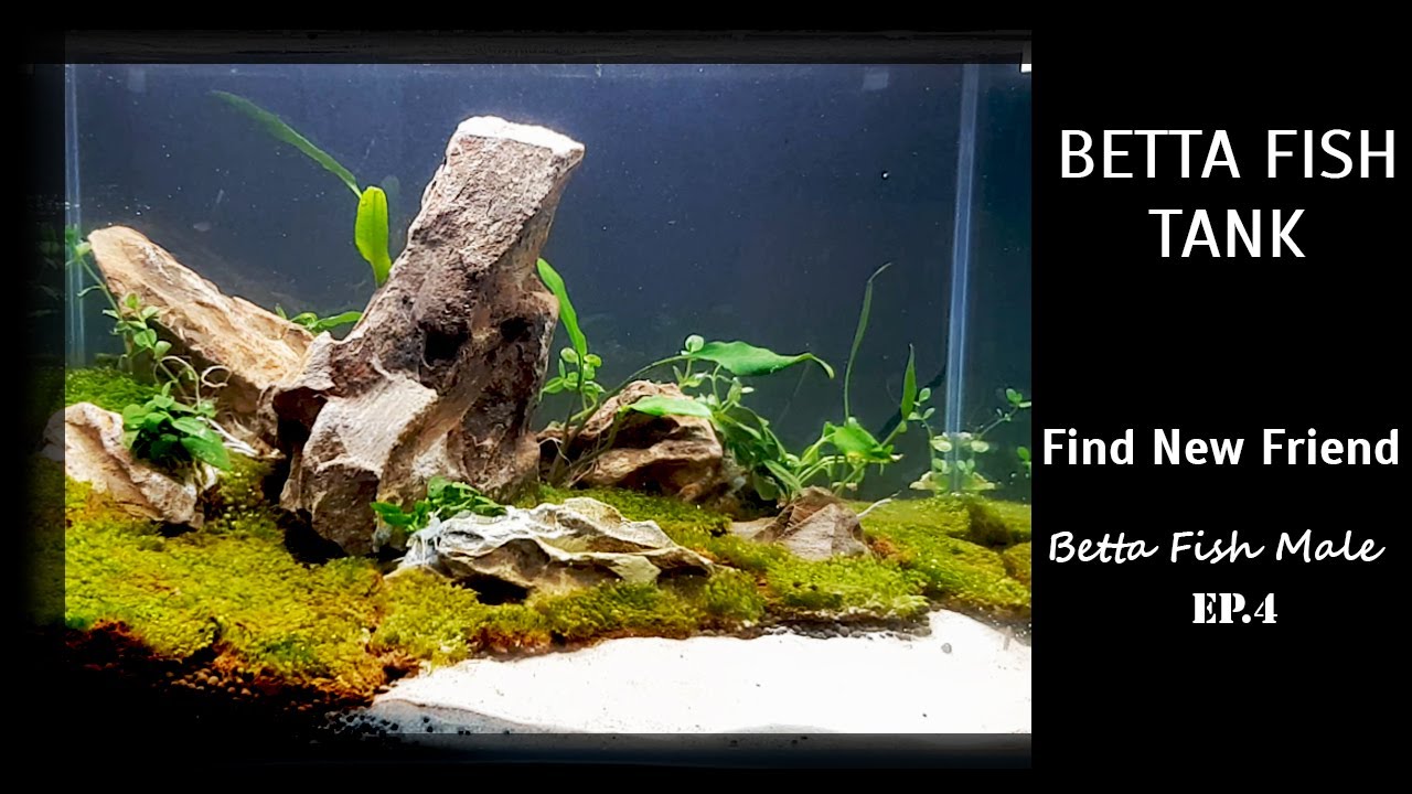 Ep.4 Friend of Betta fish - YouTube