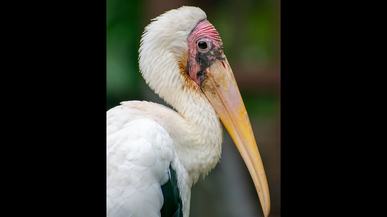 the most amazing and attacking bird : bird with huge beak and big eyes ...