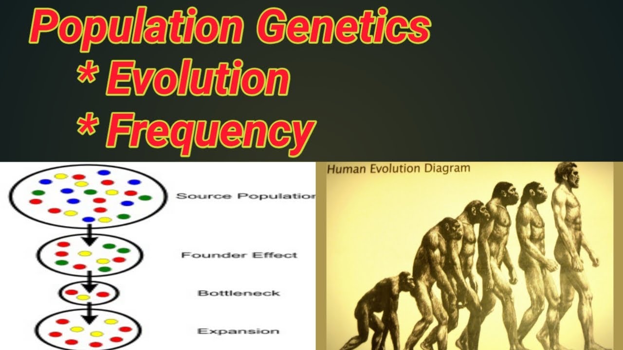 Population Genetics, Evolution and frequency . Lecture no = 28 - YouTube