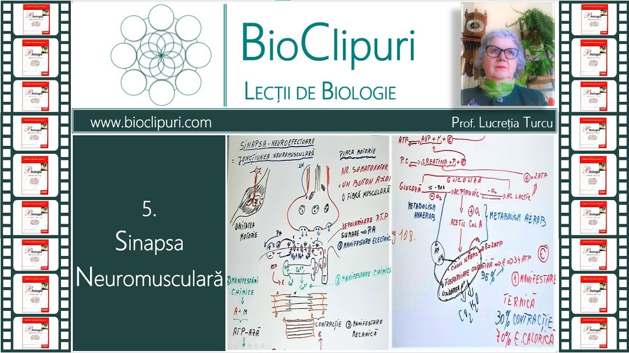 5. Sinapsa neuromusculară (Corint) - YouTube