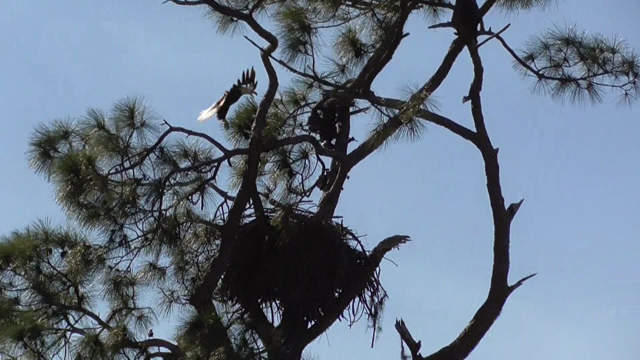SWFL Eagles_ Watching H & M After The E's Taken To CROW 01-29-21 - YouTube