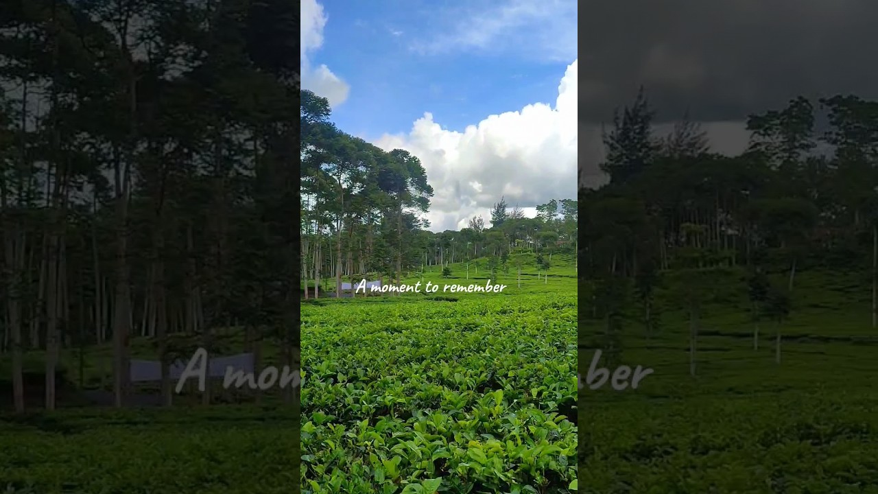 Lokasi : Kebun Teh Kabawetan, Villa Thania Barat Wetan, Kepahiang ...