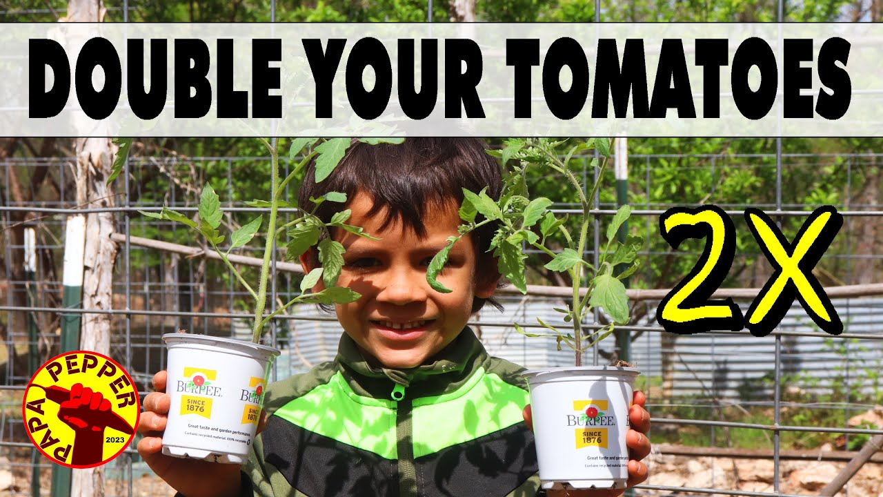 Easiest Way to DOUBLE YOUR TOMATOES (Twice the ROI) - YouTube