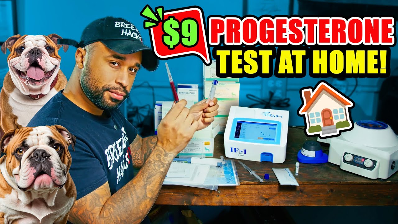 How to progesterone test your dog, $9 a test at home🏠 (*UPDATED*) Hoek ...