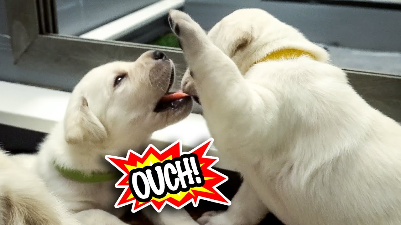 When Puppy Play Fighting Gets Serious... - YouTube