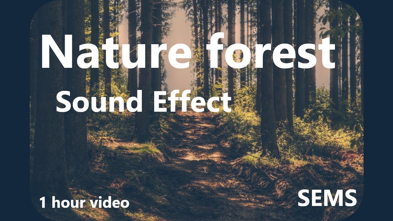 Nature forest sound effect - Beautifull nature forest relaxing sound ...