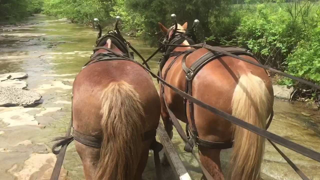 Haflinger team for sale - YouTube