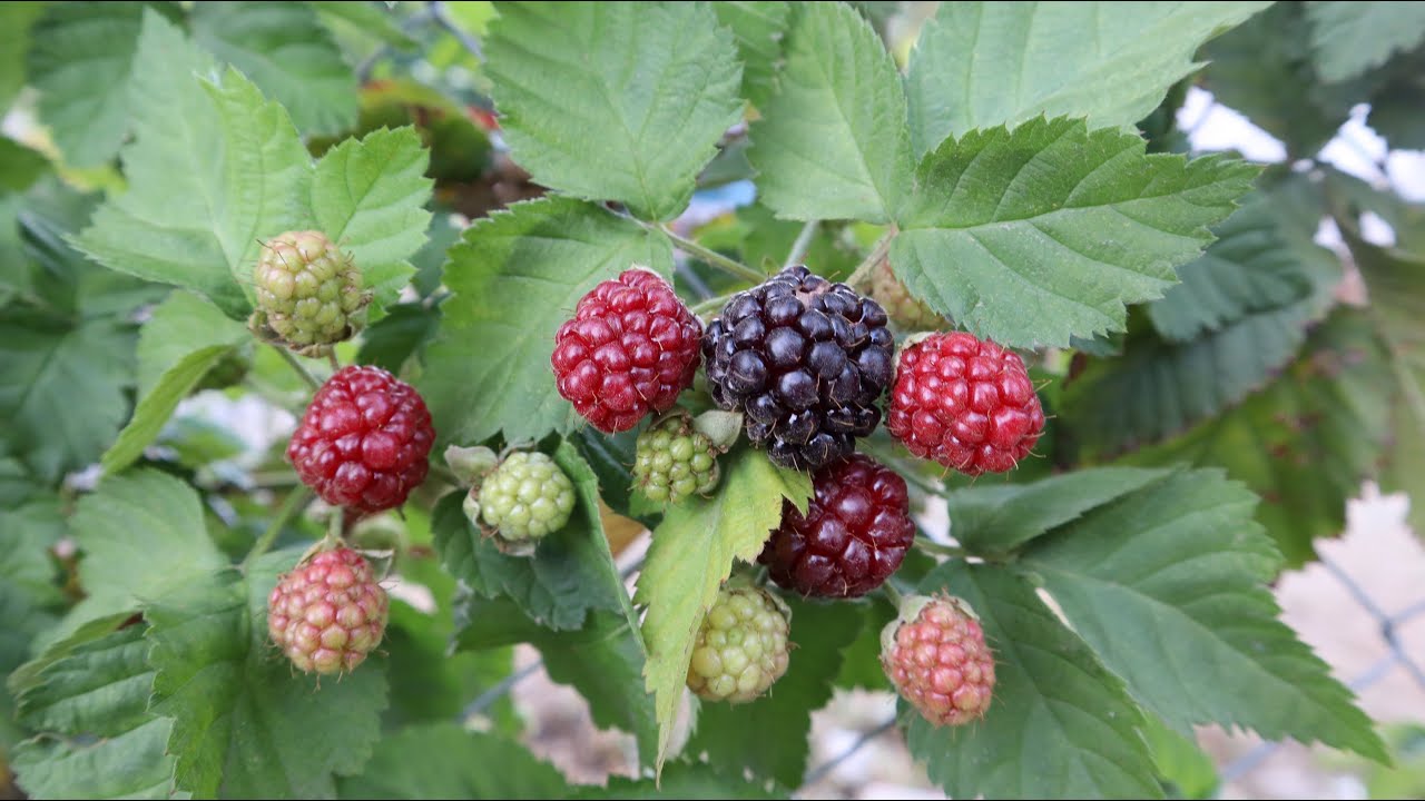 Cómo cultivar Zarzamora - Rubus sp. - Frutos del Bosque - YouTube