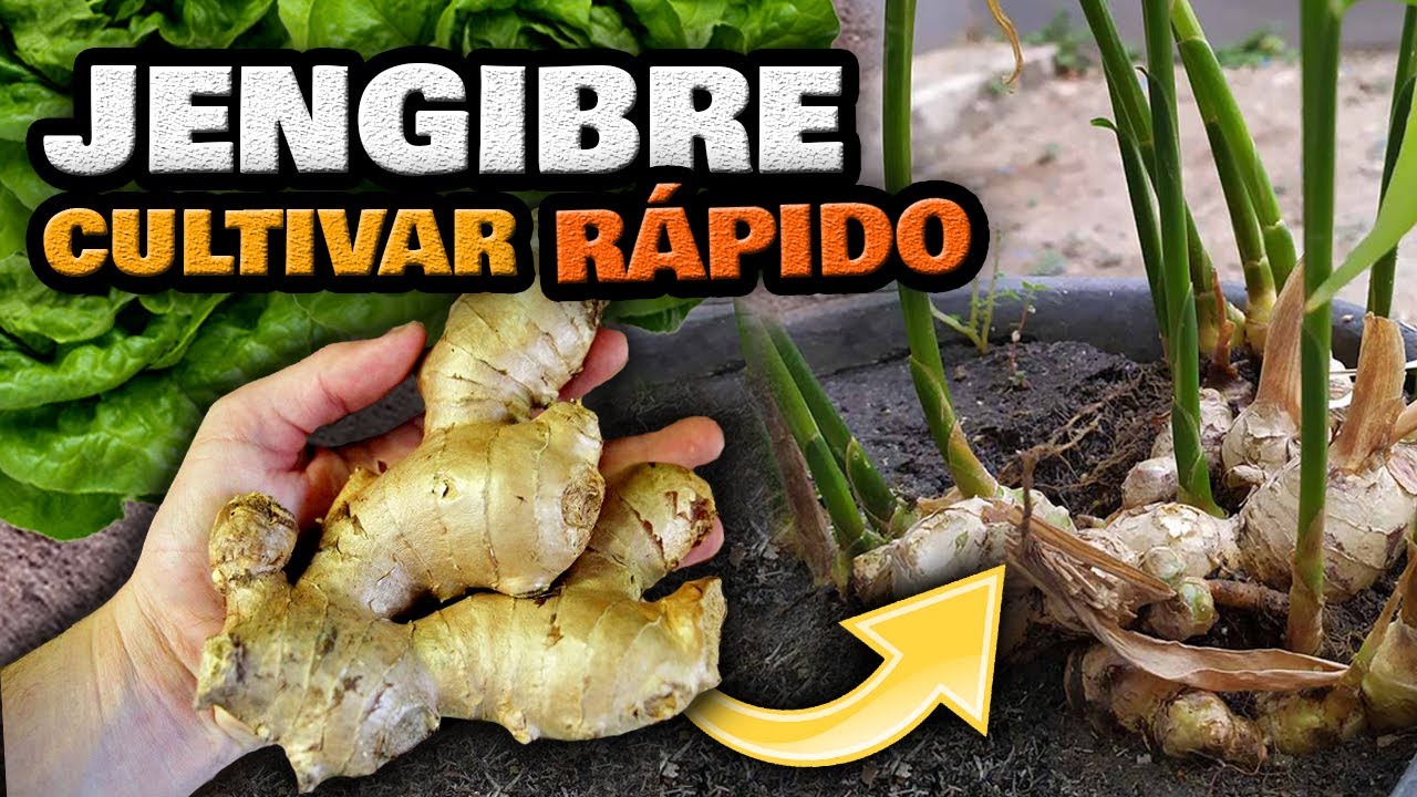 Como Plantar o CULTIVAR JENGIBRE en Casa EN UNA MACETA | Sembrar ...