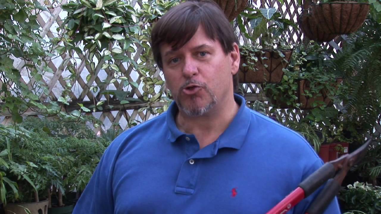 Growing Plum Trees : How to Prune Italian Plum Trees - YouTube