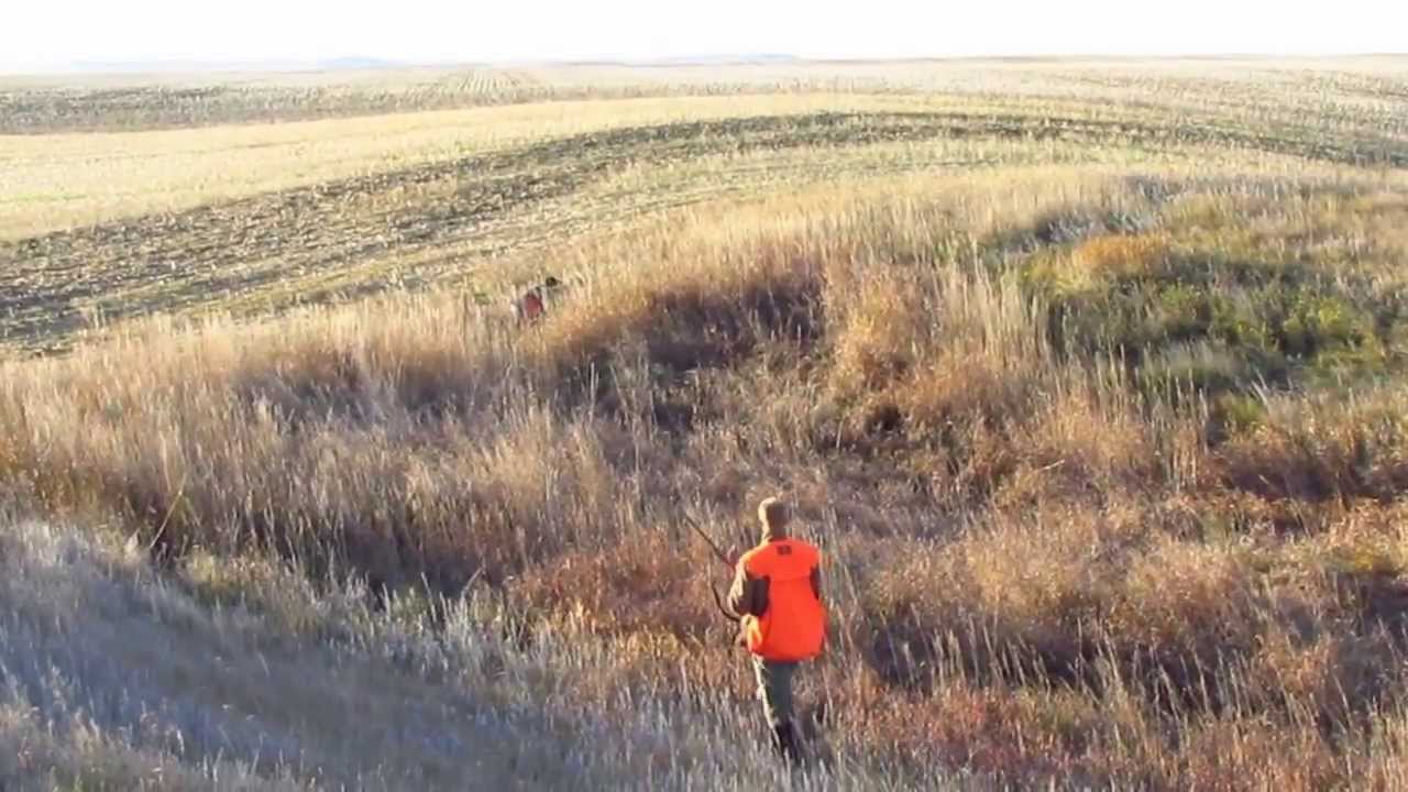 Chasing Pheasants - 2013 Alberta Pheasant Hunt - YouTube