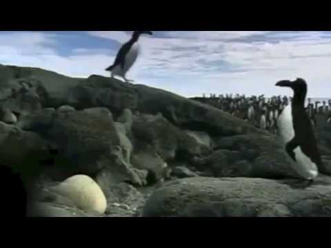 The Great Auk - By Bahar C. : Science Project