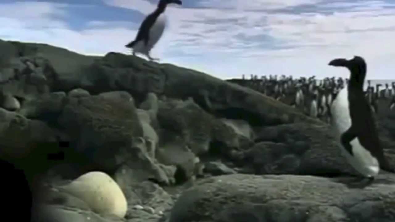 The Great Auk - By Bahar C. : Science Project - YouTube