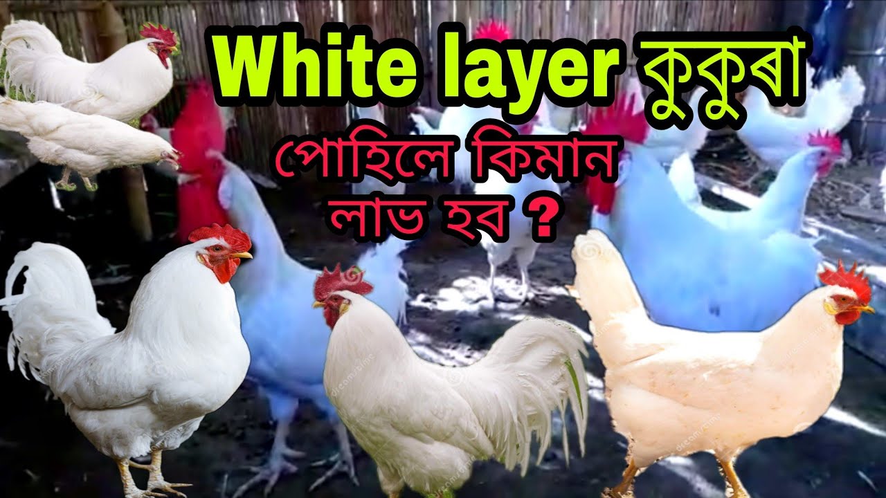 White Leghon Hen Farm Assam। White Layer farm। Nagaland white Layer ...