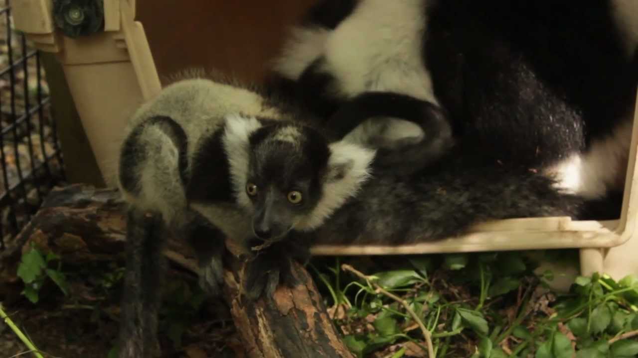 Ruffed Lemur Babies! - YouTube