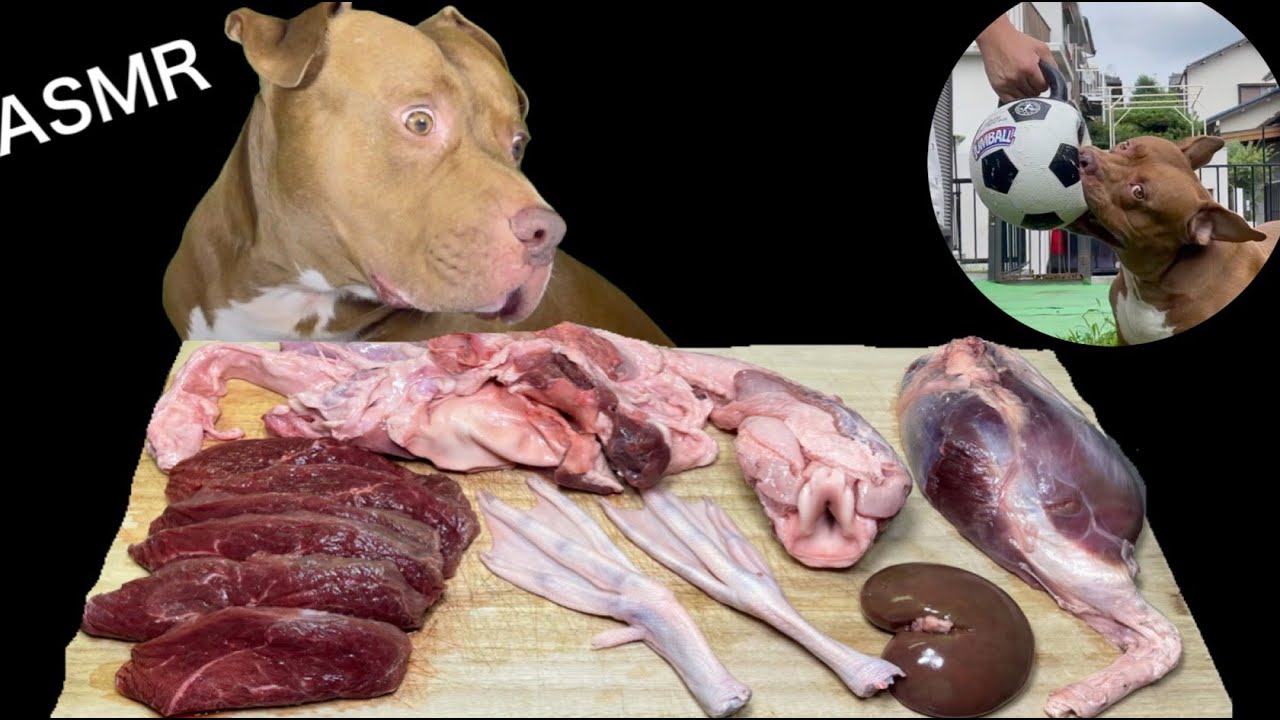 ASMR DOG MUKBANG PITBULL EATING RAW FOODS PIG TRACHEA DUCK LEGS SHEEP ...