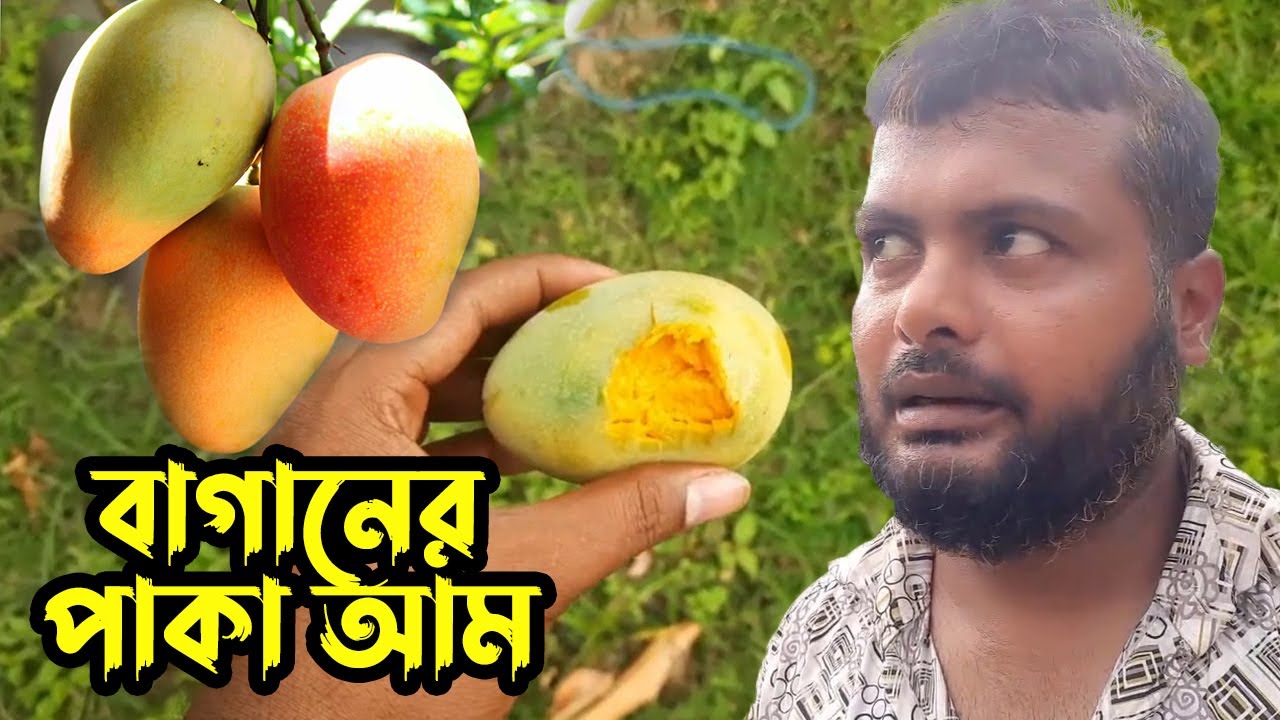 Rajshahi এর Fresh Mango🥭🥭 আজ আম কিনলাম বাগান থেকে। rajshahi city Mango ...