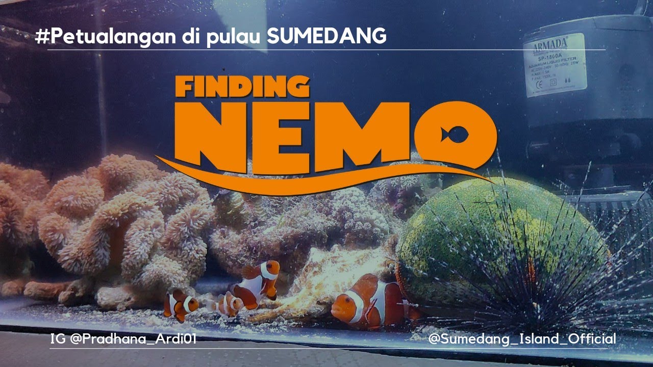 Mencari Ikan Nemo Di Laut - YouTube