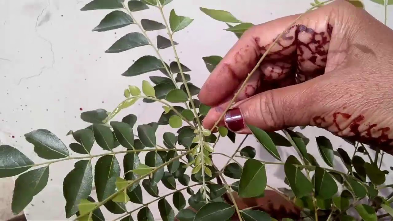 CARE & Tips of Curry leaves on viewer's demand//Karri patta ki dekh ...