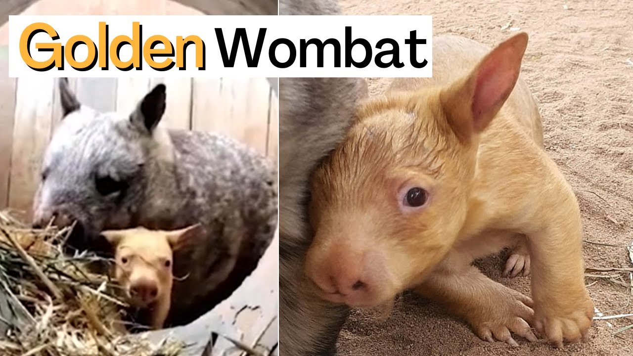 Extremely Rare Golden Wombat - YouTube